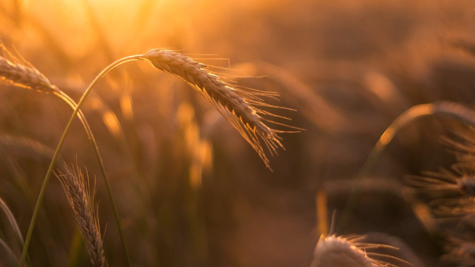 Absolut Wheat Sustainability: Setting the standards for sustainably ...