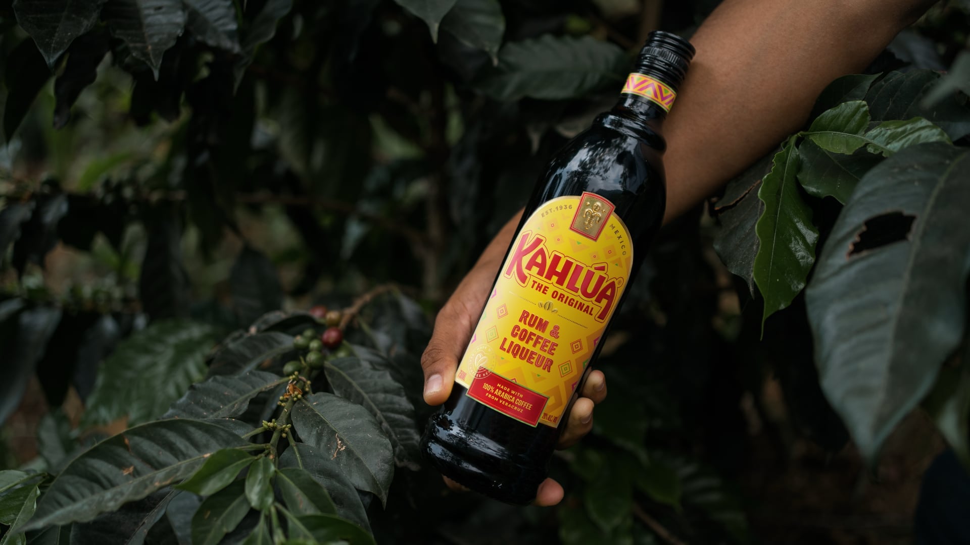 Coffee for Good project continues to make a difference – The Absolut ...